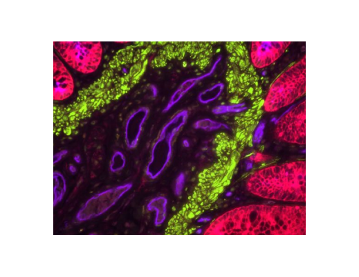 VECTASHIELD®️ PLUS Antifade Mounting Medium