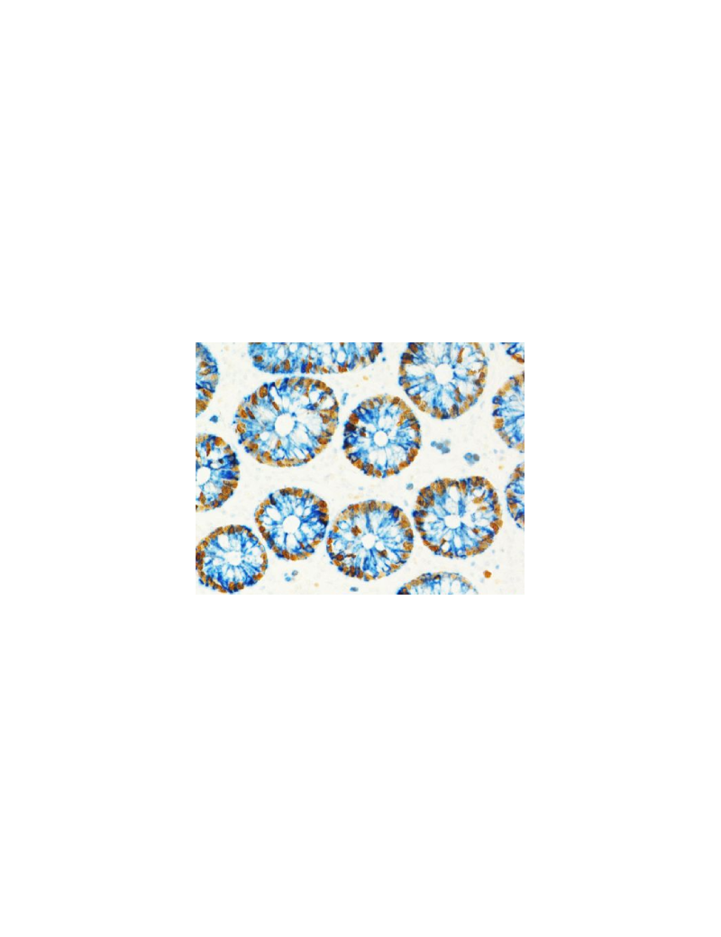 VectaMount®️ Express Mounting Medium