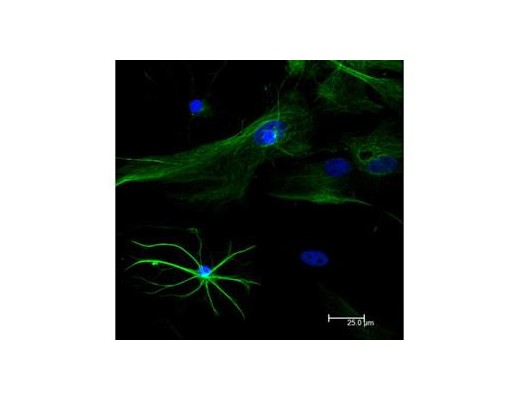 DyLight 488 Streptavidin