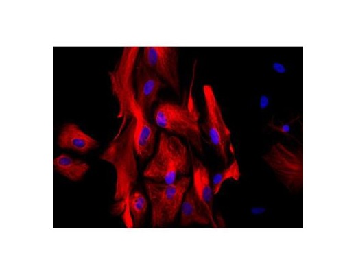 DyLight 549 Streptavidin